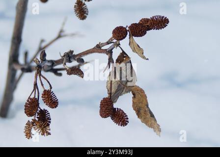 siberian alder (Alnus alnobetula fruticosa) Plantae Stock Photo - Alamy
