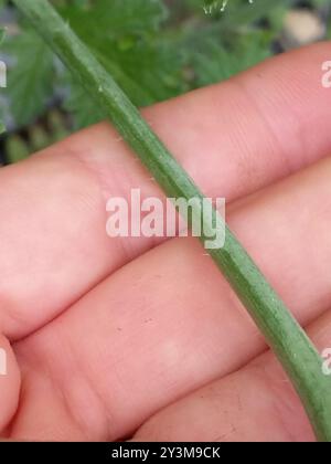 Isle of Man Cabbage (Coincya monensis) Plantae Stock Photo - Alamy