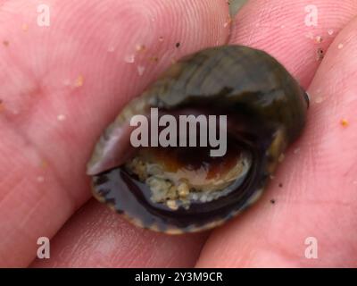 Emarginate Dogwinkle (Nucella emarginata) Mollusca Stock Photo - Alamy