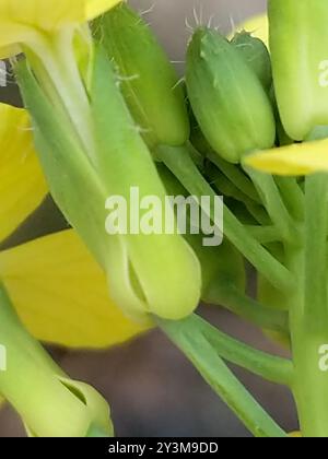 Isle of Man Cabbage (Coincya monensis) Plantae Stock Photo - Alamy