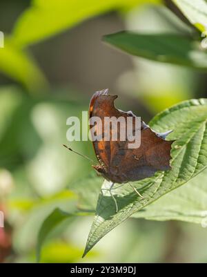 A Question Mark Butterfly (Polygonia interrogationis) caterpillar ...
