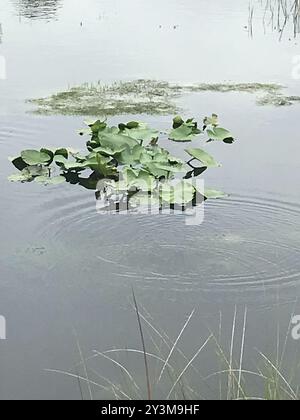 spatterdock (Nuphar advena) Plantae Stock Photo - Alamy