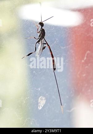 Carrot Wasps (Gasteruptiidae Stock Photo - Alamy