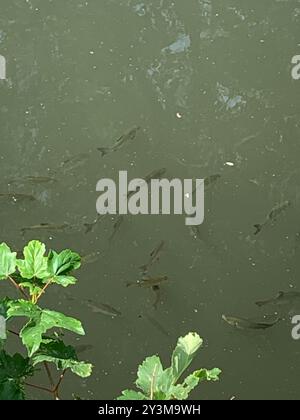 Common Roach (Rutilus rutilus) Actinopterygii Stock Photo - Alamy