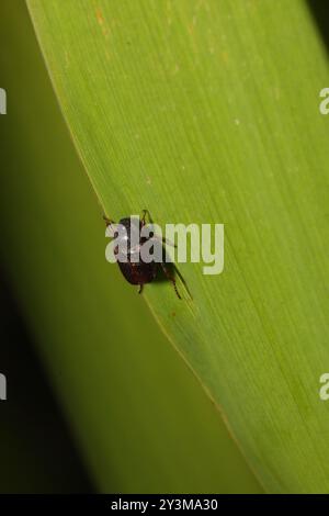Welsh Chafer (Hoplia philanthus) Insecta Stock Photo - Alamy