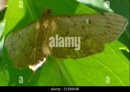 Lesser Canna Leafroller Moth (Geshna cannalis) Insecta Stock Photo - Alamy