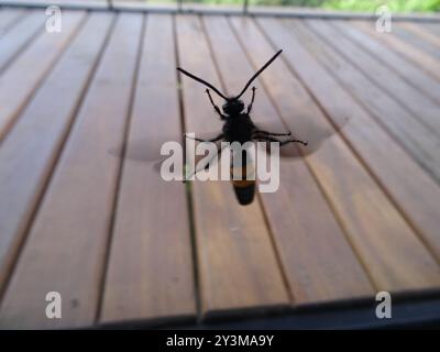 Saddleback Scoliid Wasp (Pygodasis ephippium) Insecta Stock Photo - Alamy