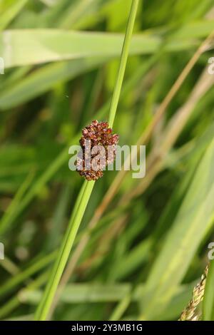 Compact Rush (Juncus conglomeratus) Plantae Stock Photo - Alamy