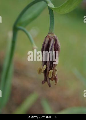checker lily (Fritillaria affinis) Plantae Stock Photo - Alamy