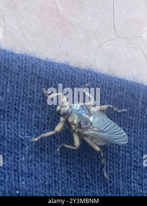 New Forest fly (Hippobosca equina) Insecta Stock Photo - Alamy