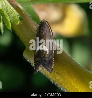 Common Drill (Dichrorampha petiverella) Insecta Stock Photo - Alamy