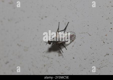 Dance Flies, Long-legged Flies, and Allies (Empidoidea) Insecta Stock ...