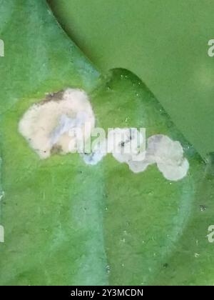 Violet Leafmining Sawfly (Nefusa ambigua) Insecta Stock Photo - Alamy
