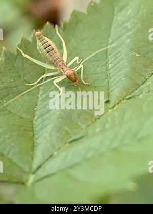 Two-spotted Tree Cricket (Neoxabea bipunctata) Insecta Stock Photo - Alamy