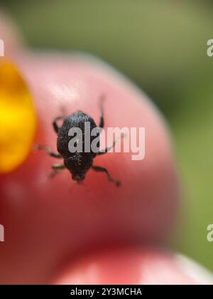 Iris weevil (Mononychus punctumalbum) Insecta Stock Photo - Alamy