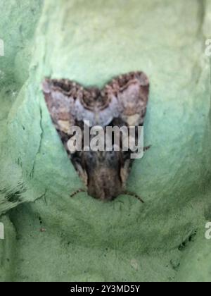 Light Brocade (Lacanobia w-latinum), Insecta, Berkshire, UK Stock Photo ...
