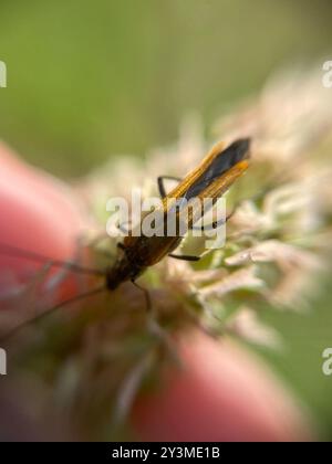 (Oedemera femorata) Insecta Stock Photo - Alamy