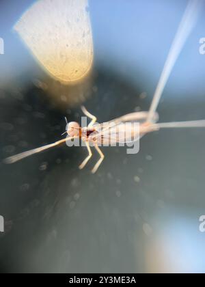 Blue-winged Olives (Baetis) Insecta Stock Photo - Alamy
