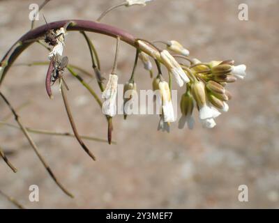 Graham's Rockcress (Boechera grahamii), Plantae, Terrace Bay, ON ...