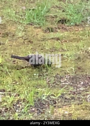 New World Sparrows (Passerellidae) Aves Stock Photo - Alamy