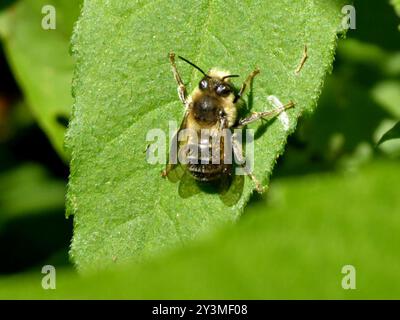 Orange-tipped Wood-digger (Anthophora terminalis) Insecta Stock Photo ...