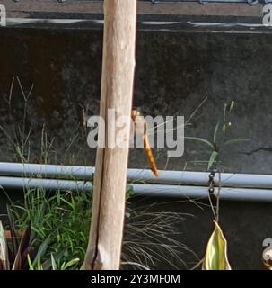 Orange Skimmer (Orthetrum testaceum) Insecta Stock Photo - Alamy