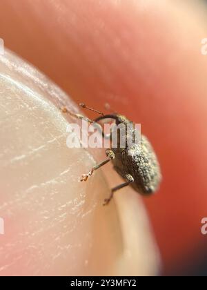 Cabbage Stem Weevil (Ceutorhynchus pallidactylus) Insecta Stock Photo ...