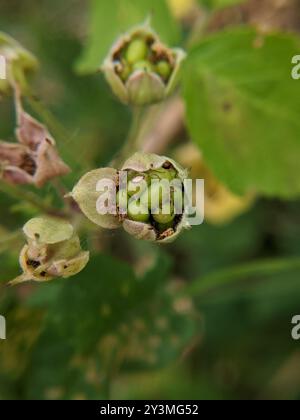 European dewberry (Rubus caesius) Plantae Stock Photo - Alamy