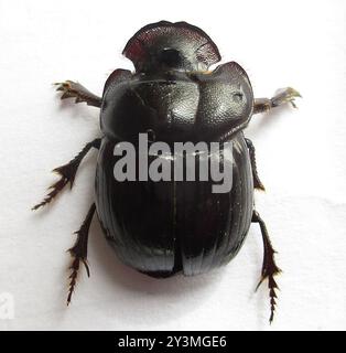 (Copris elphenor) Insecta Stock Photo - Alamy