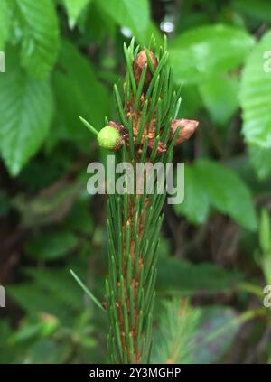 red spruce (Picea rubens) Plantae Stock Photo - Alamy