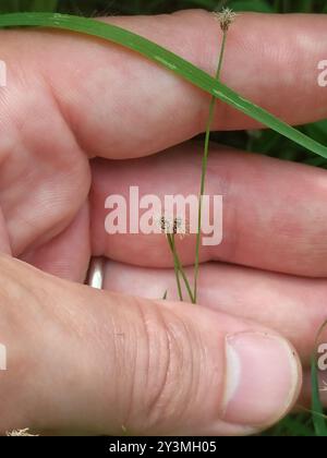 Slender Spikerush (Eleocharis tenuis) Plantae Stock Photo - Alamy