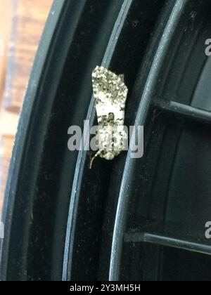 Varied Coronet (Hadena compta) Insecta Stock Photo - Alamy