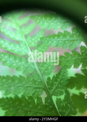 triploid wood fern (Dryopteris × triploidea) Plantae Stock Photo - Alamy
