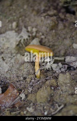 Golden Gilled Bolete (Phylloporus rhodoxanthus) Fungi Stock Photo - Alamy
