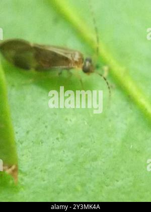 Lizard Barklice (Caeciliusidae) Insecta Stock Photo - Alamy