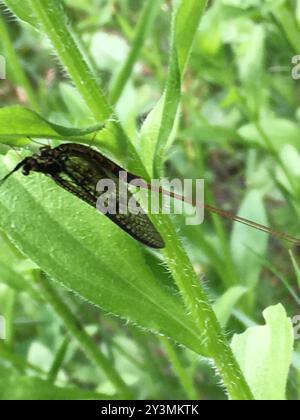Drake Mackerel (Ephemera vulgata), Insecta, Свердловская обл., Россия ...