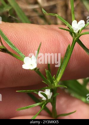 Rust Weed (Polypremum procumbens) Plantae Stock Photo - Alamy