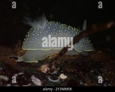 Hudson's Horned Dorid (Acanthodoris hudsoni) Mollusca Stock Photo - Alamy