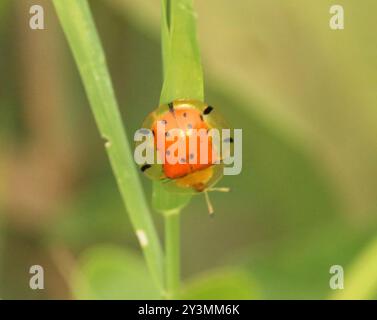 Asian Spotted Tortoise Beetle (Aspidimorpha miliaris) Insecta Stock ...