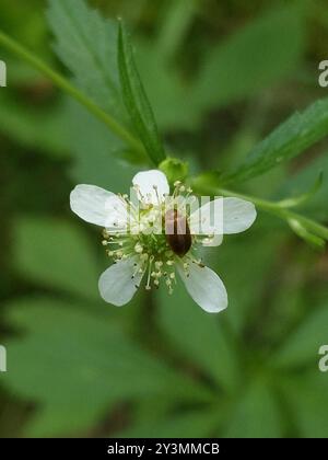Raspberry Fruitworm Beetle (Byturus unicolor) Insecta Stock Photo - Alamy