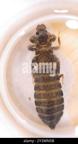 Clubtails (Gomphidae) Insecta Stock Photo - Alamy
