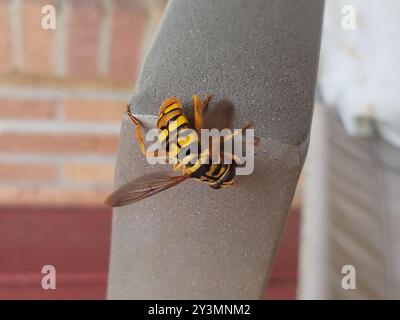 Virginia Giant Hover Fly (Milesia virginiensis) Insecta Stock Photo - Alamy