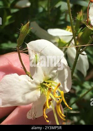 White Meadowbeauty (Rhexia mariana exalbida) Plantae Stock Photo - Alamy