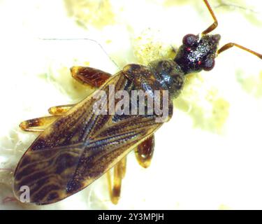 (Heraeus plebejus) Insecta Stock Photo - Alamy
