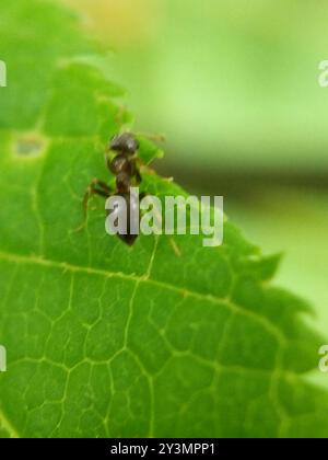 Citronella Ants, Fuzzy Ants, and Allies (Lasius) Insecta Stock Photo ...