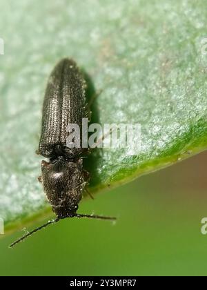 Basal Click Beetle (Limonius basilaris) Insecta Stock Photo - Alamy