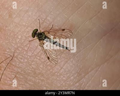 Little Snipefly (Chrysopilus asiliformis) Insecta Stock Photo - Alamy