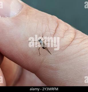Giant Conifer Aphids (Cinara) Insecta Stock Photo - Alamy