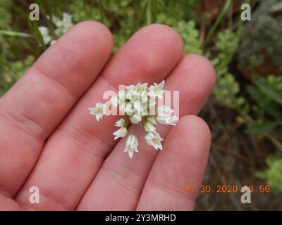Textile onion (Allium textile) Plantae Stock Photo - Alamy