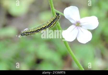 Confused Haploa Moth (Haploa confusa) Insecta Stock Photo - Alamy
